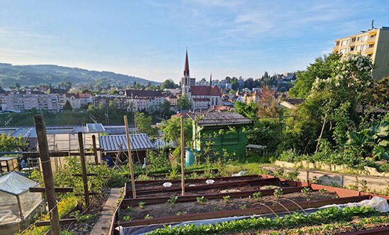 René Gilsi | Illustrator & artist – This is my Saint Gallen